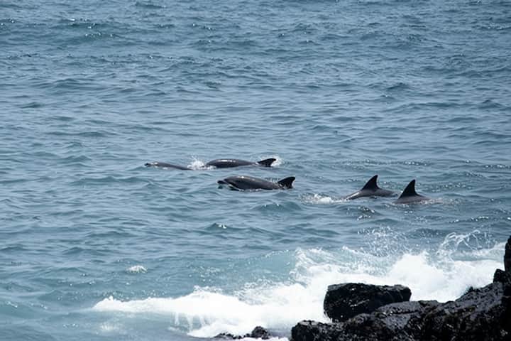 Oceanfront Home Where Dolphins Appear/open20% Off! - South Korea