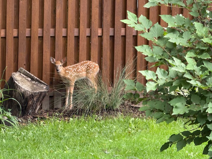 Cozy In Cuyahoga Falls - Akron, OH