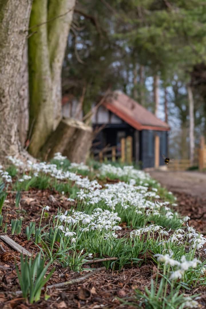 Log Cabin With Wood-fired Bath Nr Fountains Abbey - Yorkshire