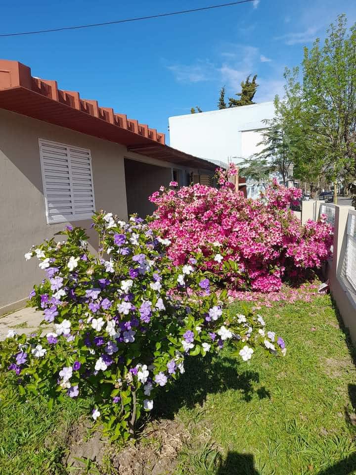 Jardin Termal - Federación