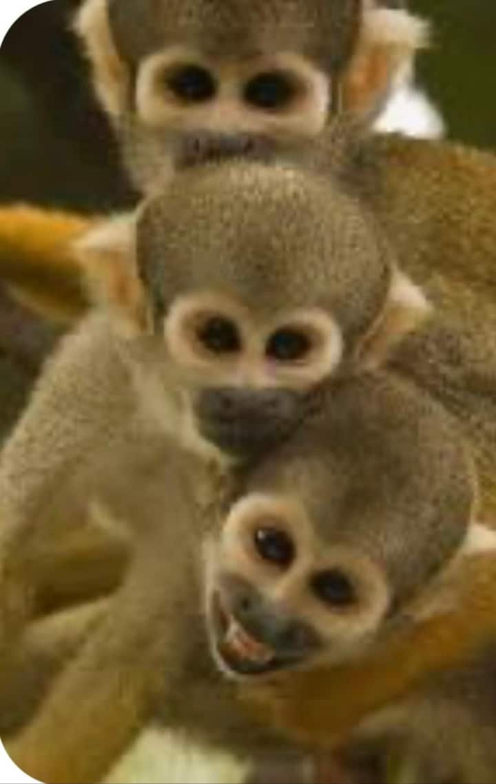 Beautiful Place To Rest By A Natural Park. - San José Del Guaviare