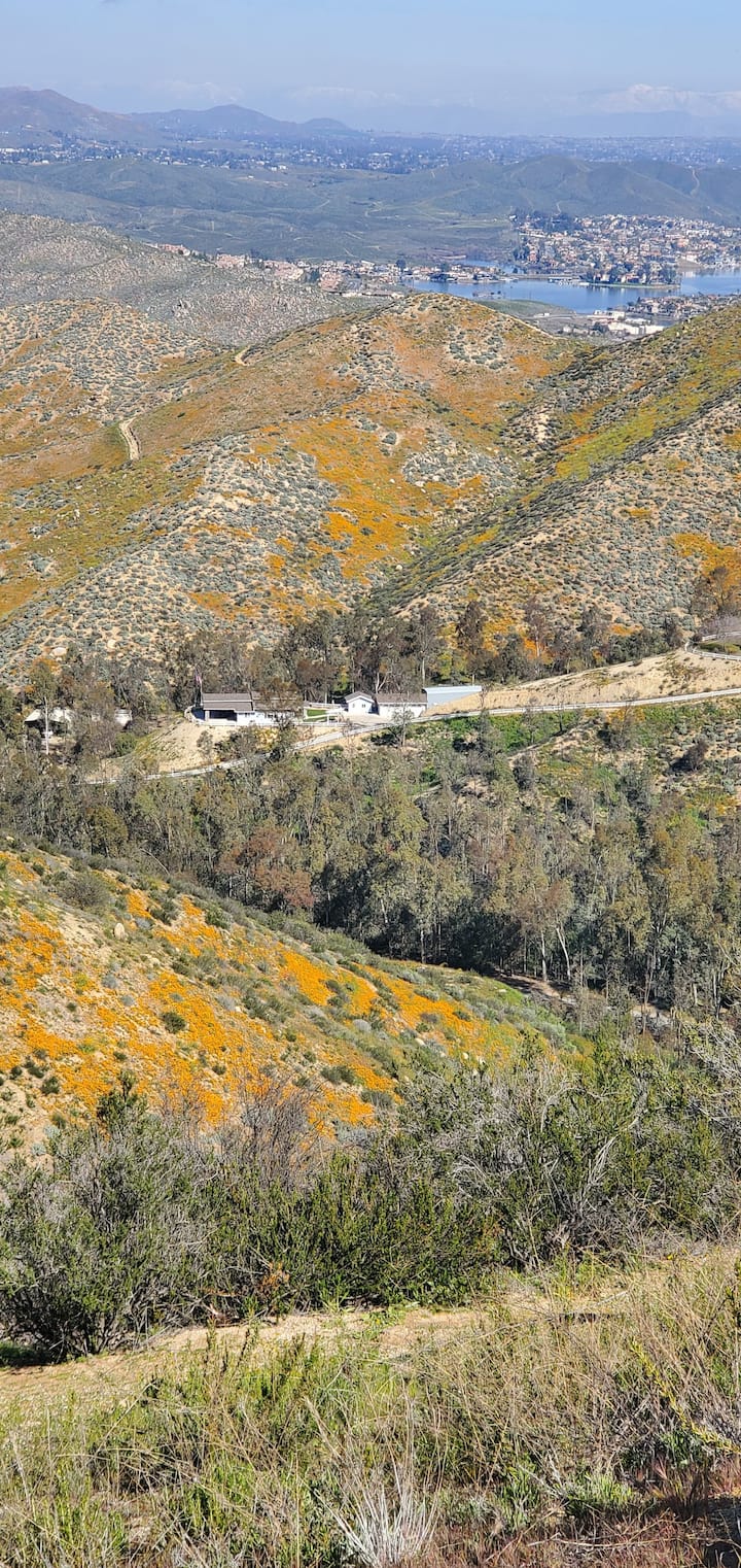 Poppy Madness - Menifee, CA