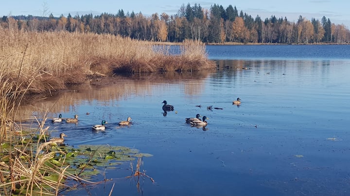 Refugium Für Musen Und Elben - Seehausen am Staffelsee