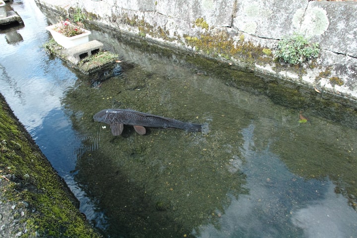 < 湧き水の森ゲストハウス >
-水の郷で心洗われる滞在を- - Shiga