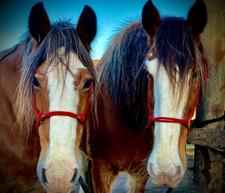 Windswept Farm Stay - Wangaratta