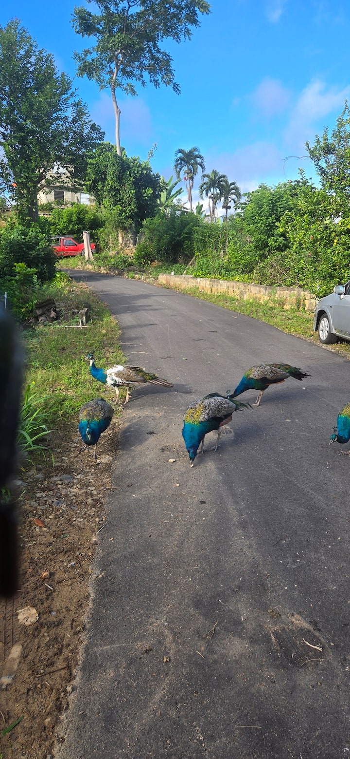 Monte Y Miel! Your Sweet Mountain Stay - Utuado
