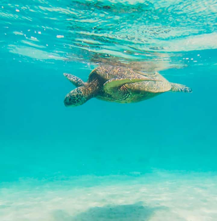 Poipu Guest House: Walk To Beach, Sleeps 2-6, Ac! - Kauai, HI