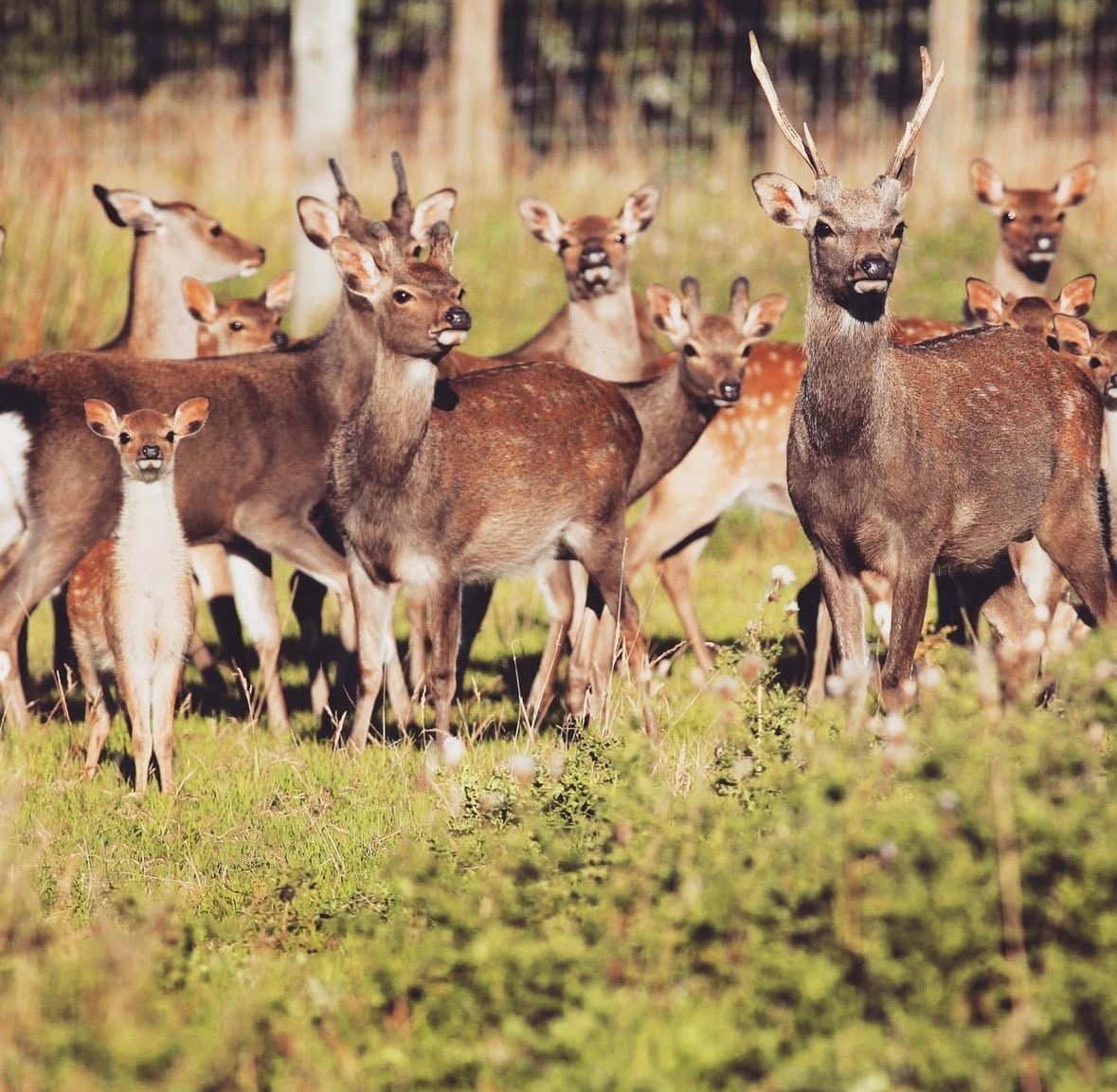 Four Seasons Lodge - Cabins for Rent in Staffordshire, England, United ...