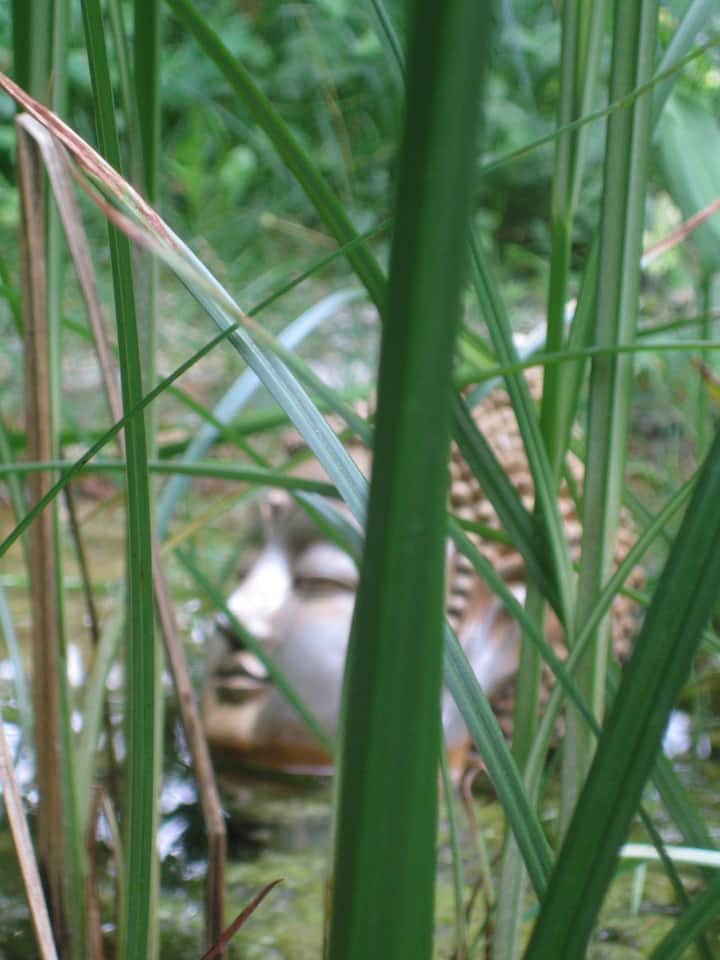 Rosamunde Rosa Romantisch - Lermoos