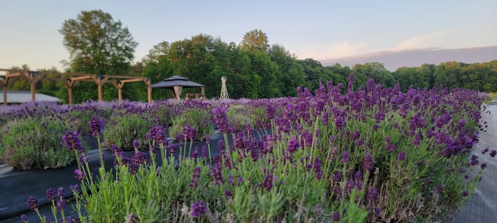 Lavender Farm Home: Farm Stay & Retreat - Maumee State Forest, Swanton