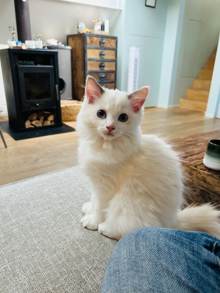 Cosy Amsterdam Houseboat Stay For Animal Lovers - Ámsterdam