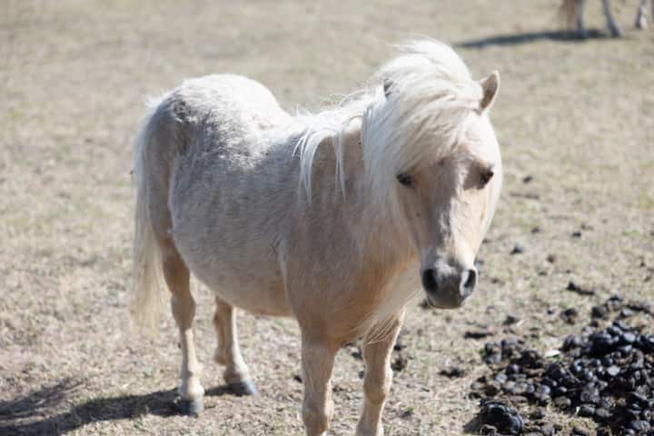 Stargazing Farmstay · Picnic · Animals · Firepit - Riversdale, Goulburn