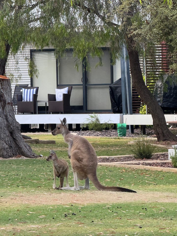 Sunset With The Roos At Footprints Preston Beach - Preston Beach