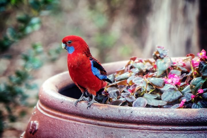 Two-bedroom Cottage - Lakes Entrance