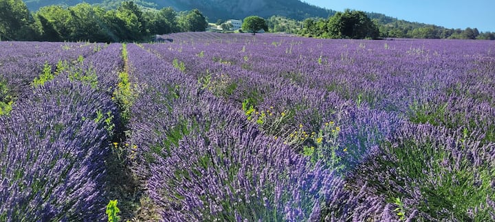 Les Lavandes Du Bersac Avec Piscine - Serres