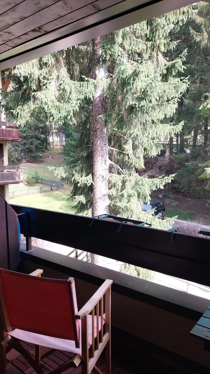 Due Volpi Nel Bosco - Madonna Di Campiglio - Madonna di Campiglio