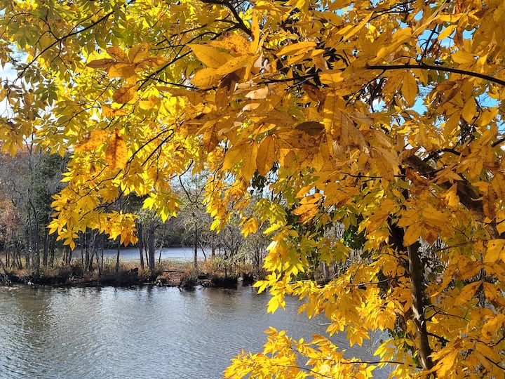Cozy Riverfront Cottage W/ Fireplace - Trap Pond State Park, Laurel