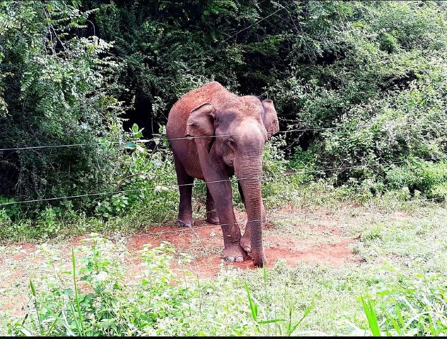 Sri Lanka wildlife Safari - Cabins for Rent in Moneragala, Uva Province ...