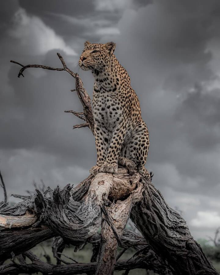 Big Cats Namibia Farmstay - Leopard Villa - Namibia