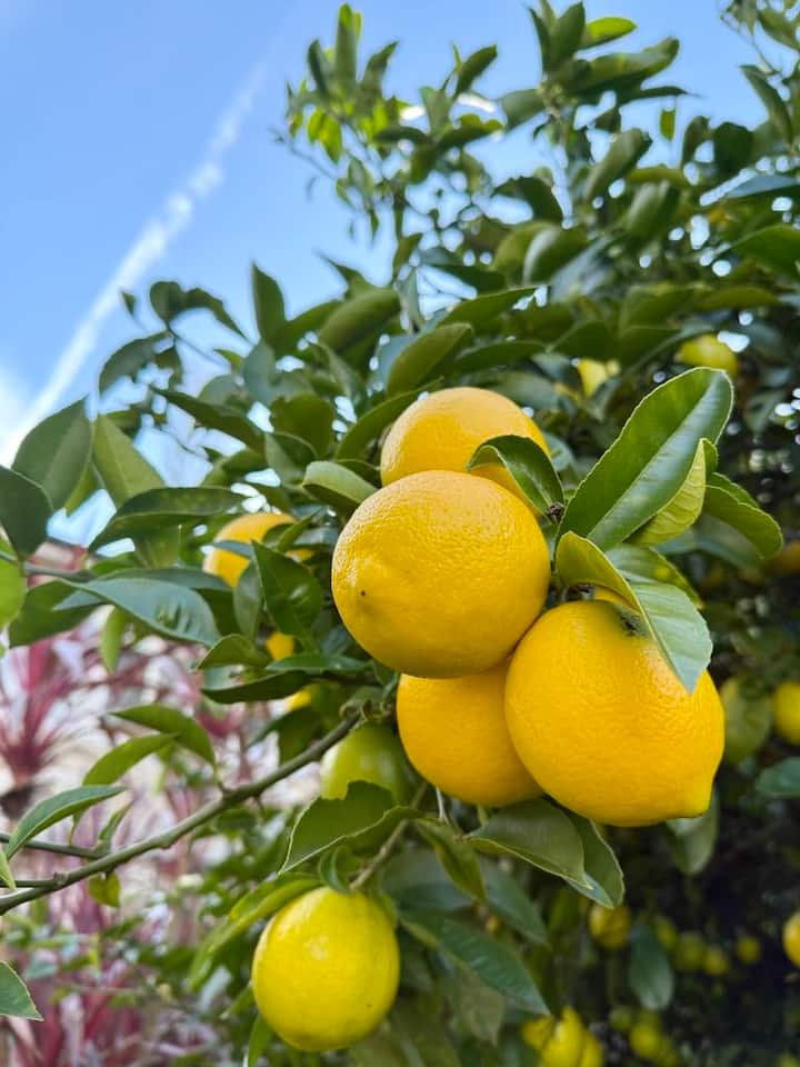 Writer's Retreat Studio: Katoomba, Blue Mountains - Katoomba