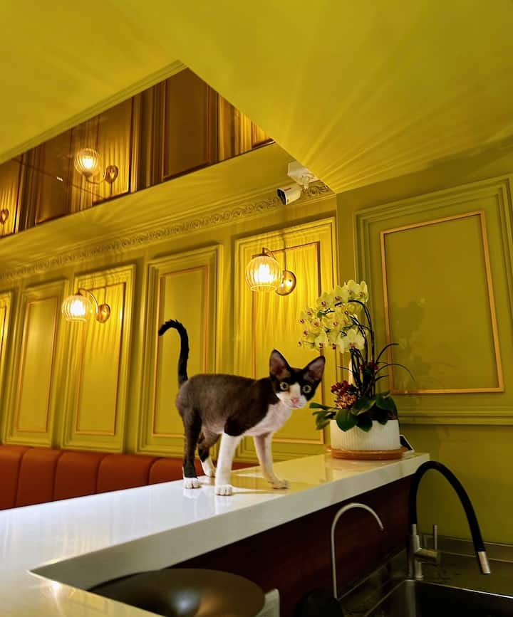 網紅咖啡貓咪屋 / 位於精誠路、公益路、勤美綠園道,三個商圈正中央,走路皆可到達。 - 梧棲區