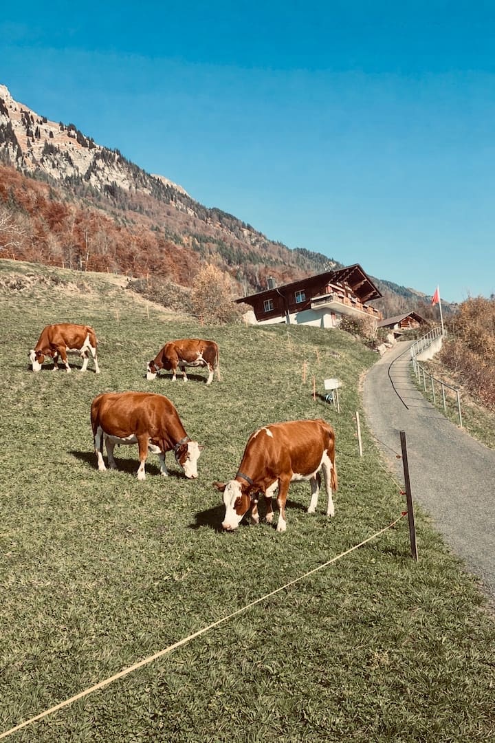 Lakeview Swiss Chalet | Alps Retreat Interlaken - Grindelwald