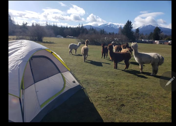 Running With Alpacas Farm Stays And Tours. - Port Angeles, WA