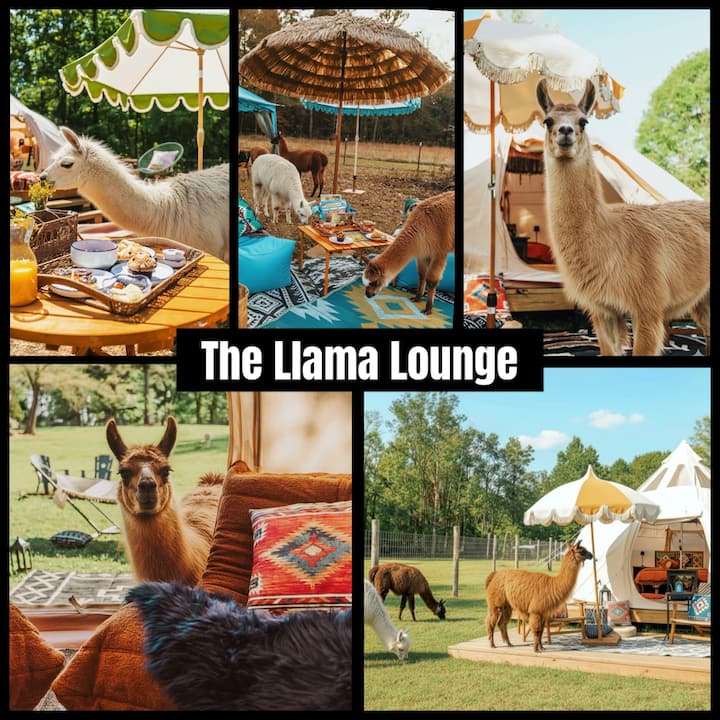 The Llama Lounge W/ Free Roaming Llamas! - Thomson, GA