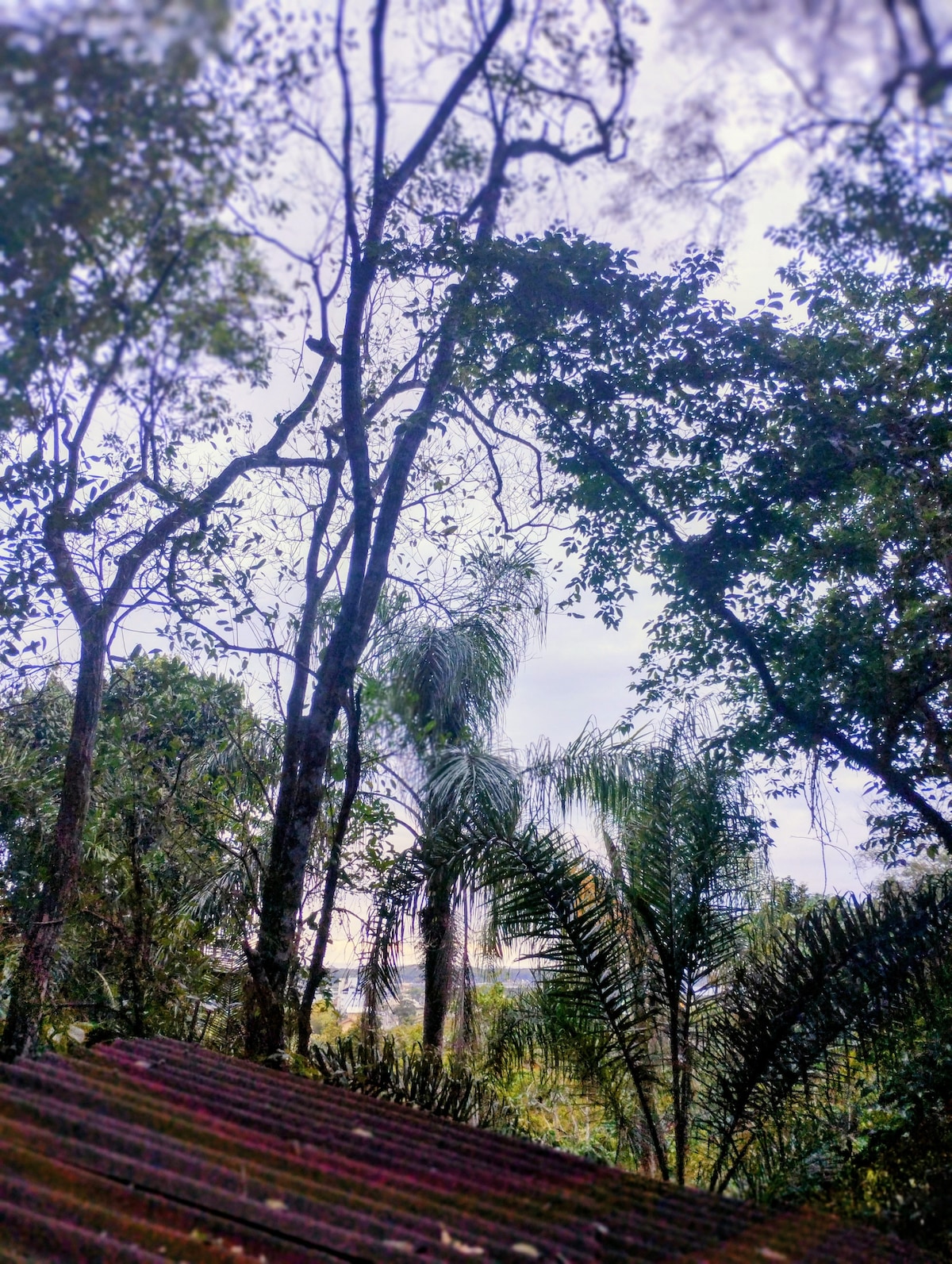 Atlantic Forest cabin - Cabins for Rent in Florianópolis, State of ...