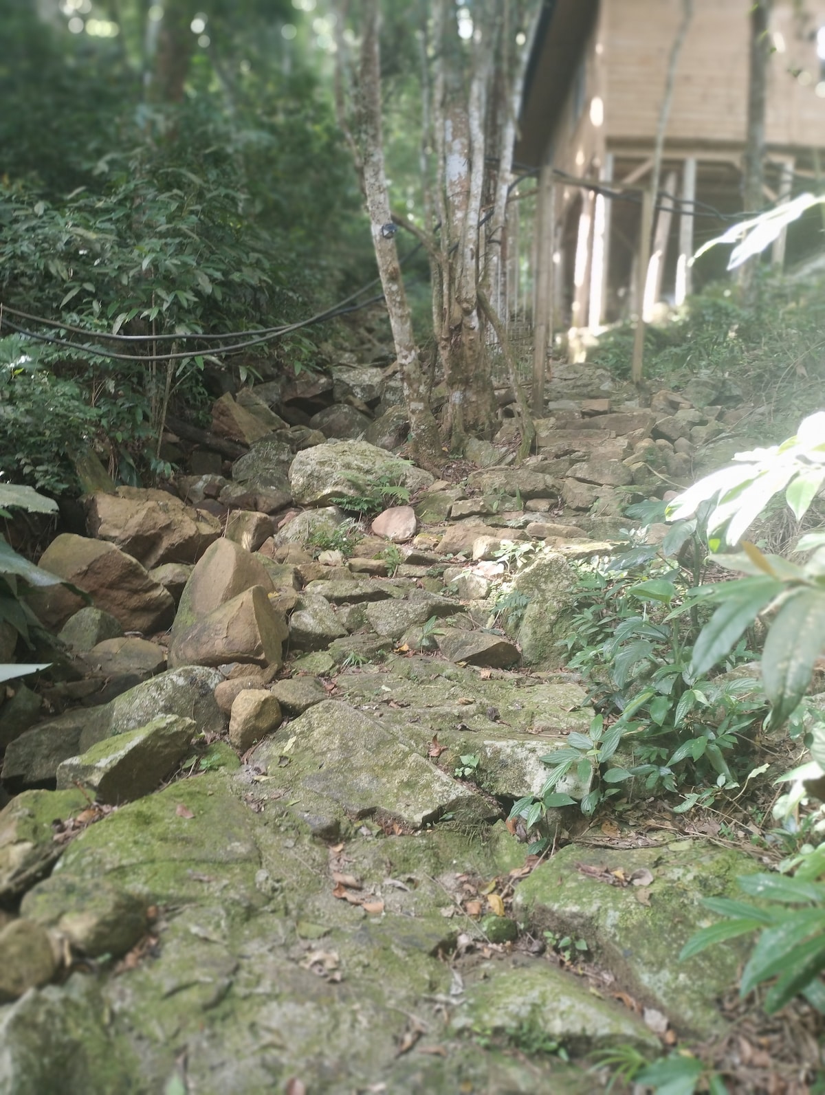 Atlantic Forest cabin - Cabins for Rent in Florianópolis, State of ...