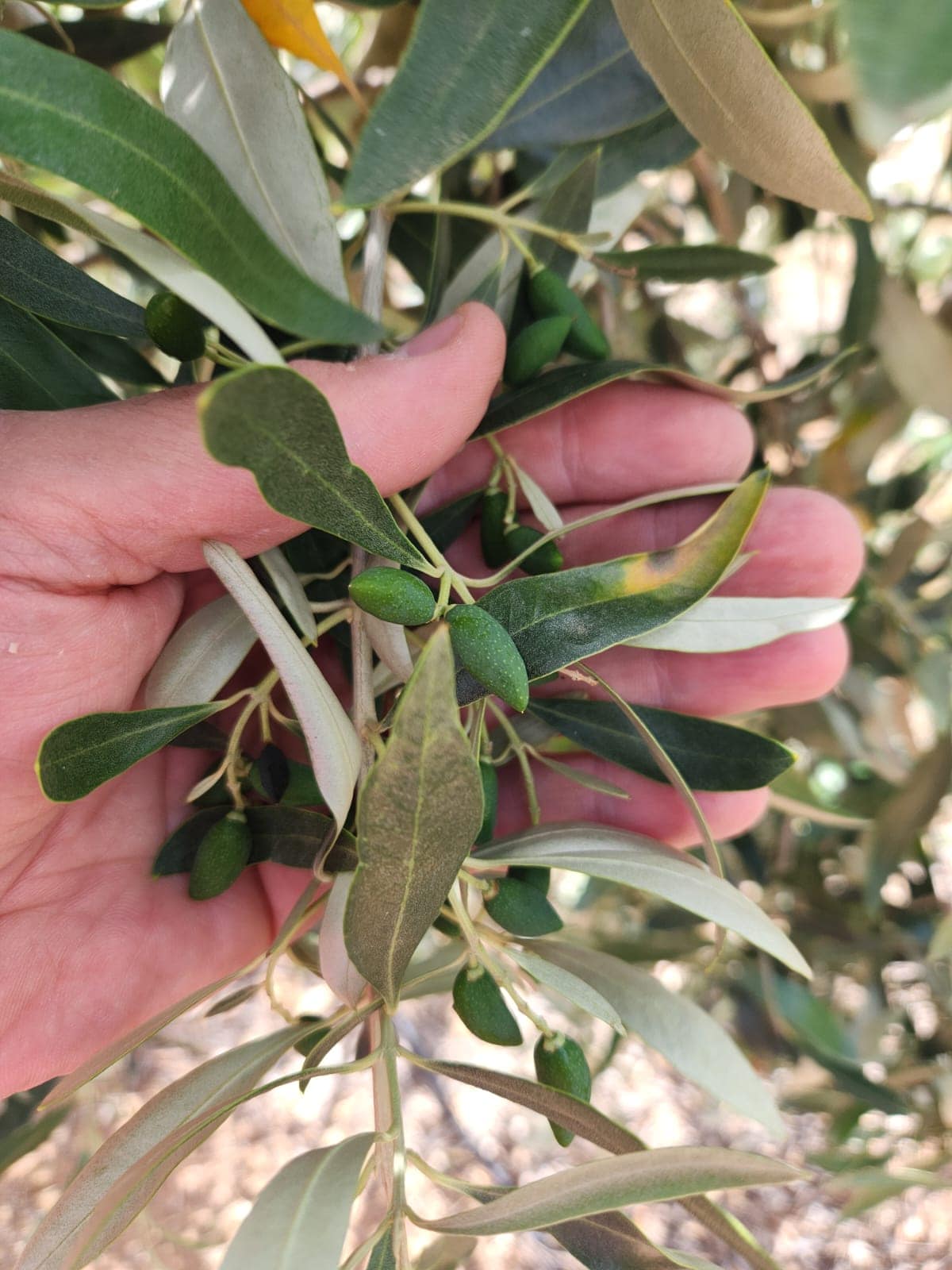 Tranquil Olive Grove FarmStay – Northern Victoria - Farm stays for Rent ...