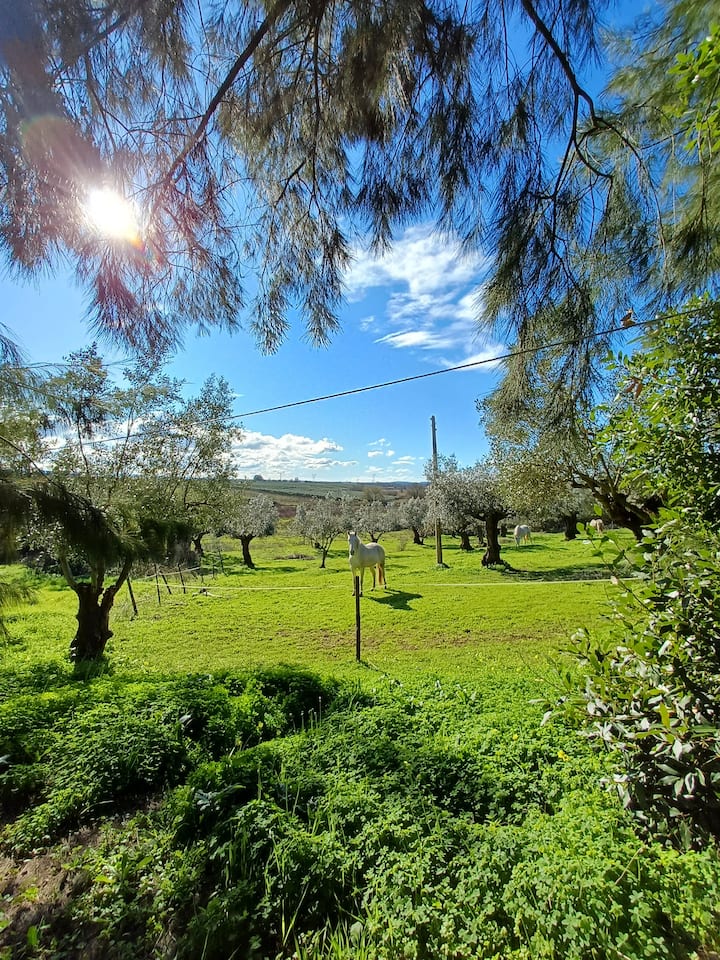 Casa Campestre Com Vista, Perto Da Golegã - Torres Novas