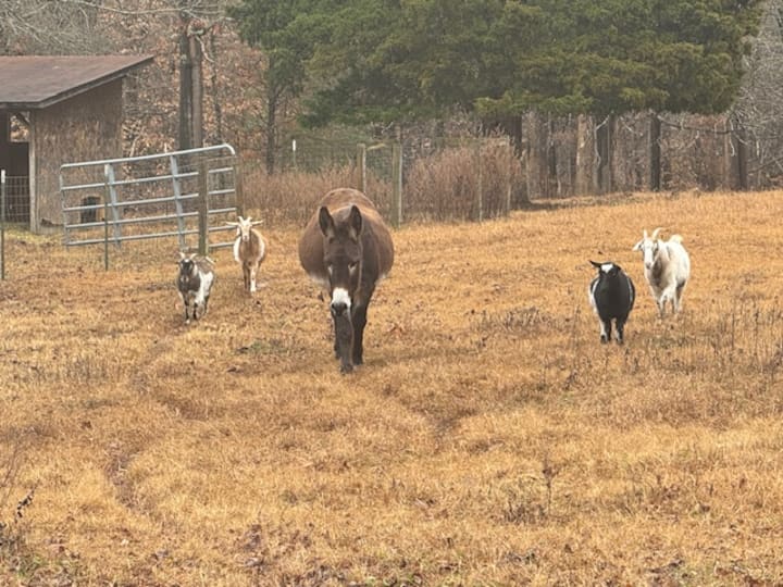 Quiet Country Living- 2 Miles To Unc - Chapel Hill, NC