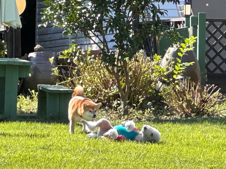 세화  강아지동반 오프리쉬 가능한 넓은정원 / 원룸 - South Korea