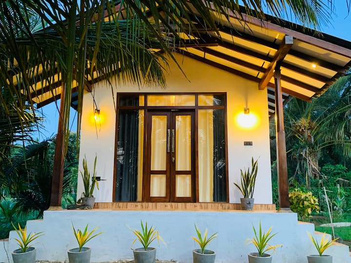 Water Lily Heaven - Sri Lanka