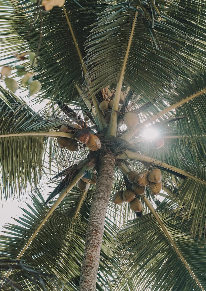 Sama Boutique Glamping - Suriname