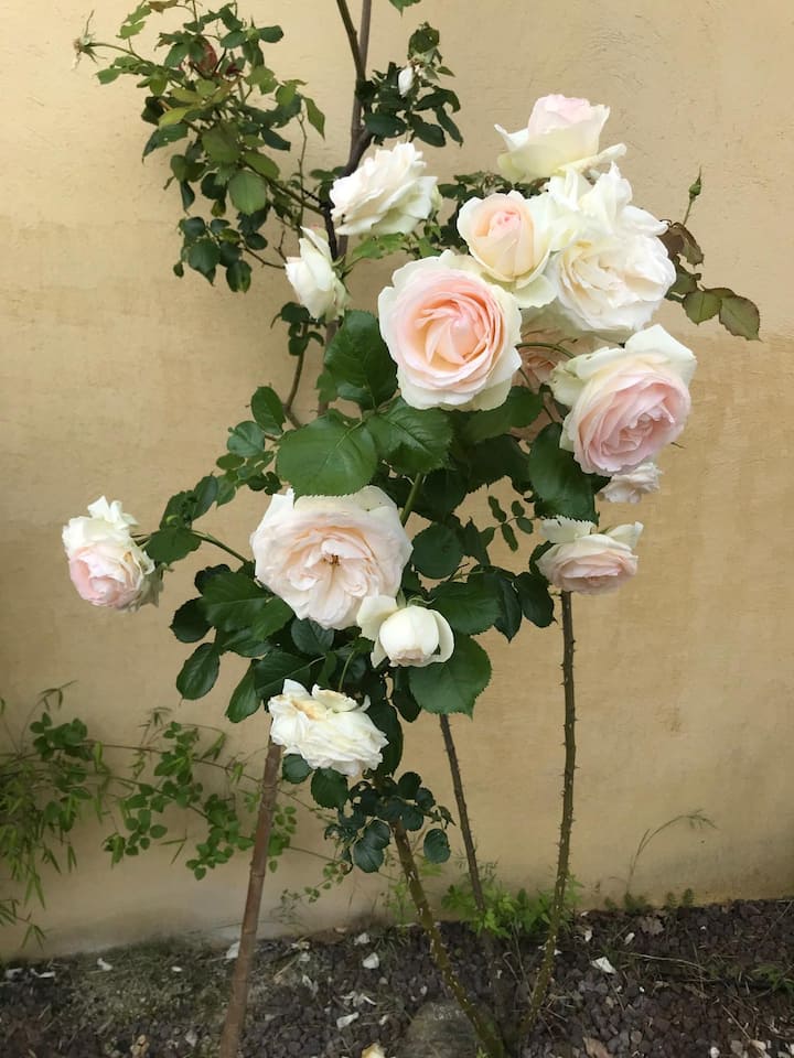 Studio à Louer Tout Confort - Gand