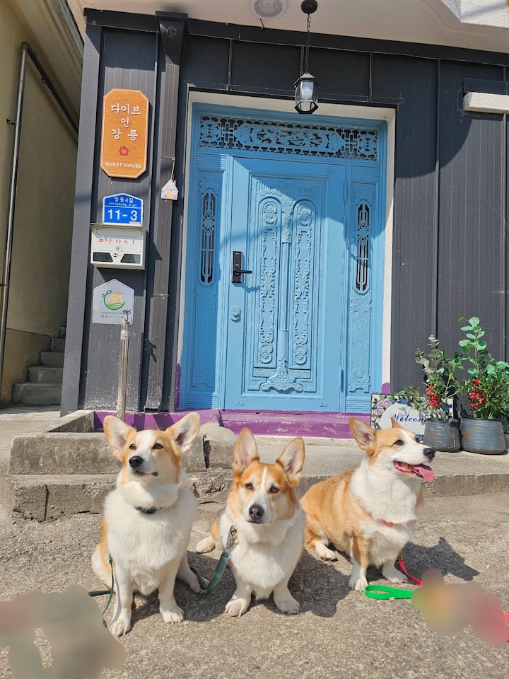 다이브인강릉여름방
#바다백사장까지1분 #커피식기전모래사장
#댕댕이와백사장을 달려보아요~ - 강릉시