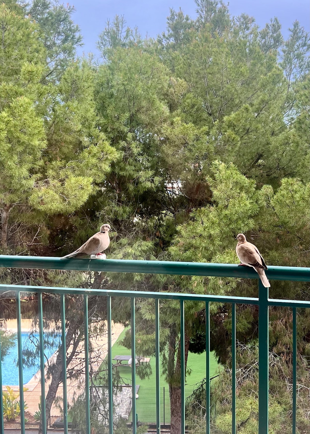 Arabi Park – Oasis of Tranquility - Flats for Rent in L'Alfàs del Pi ...