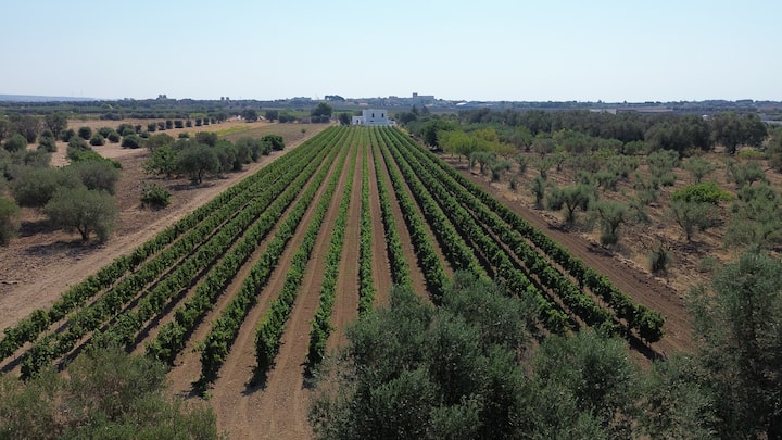Giù Al Vigneto - Tenuta Autentica Di Puglia - Pulsano