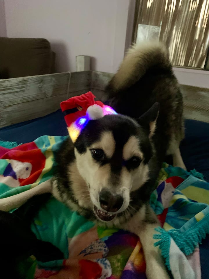 The Poochie Palace - Kangaroo Island