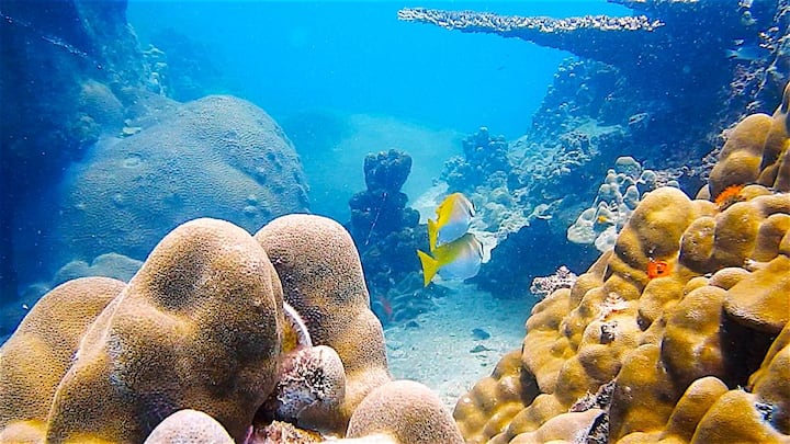 Divers Base Koh Tao | On-site Restaurant - Ko Tao