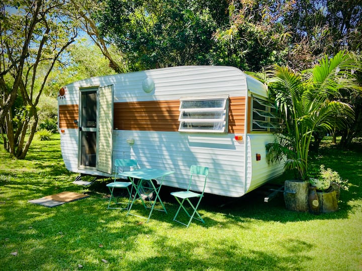 Roxy, The Little Dragon - Brunswick Heads