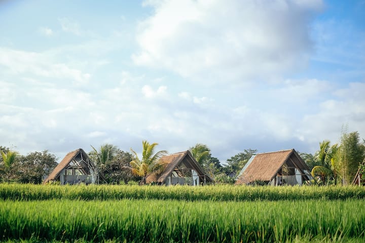 Designer Timber Hut With Rice Field Views In Ubud - Ubud