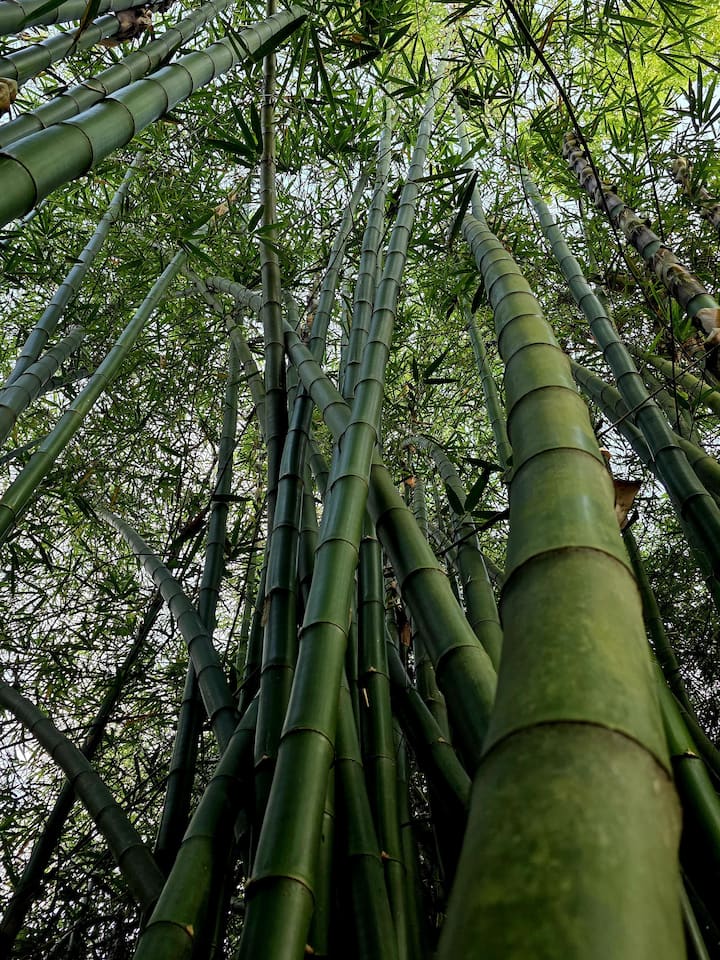 River View Cottage Thiruvalla - Thiruvalla