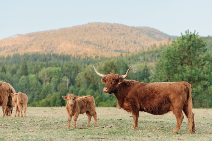 Highland Cows & Dry Camping Near A Pond! - Farragut State Park, Athol