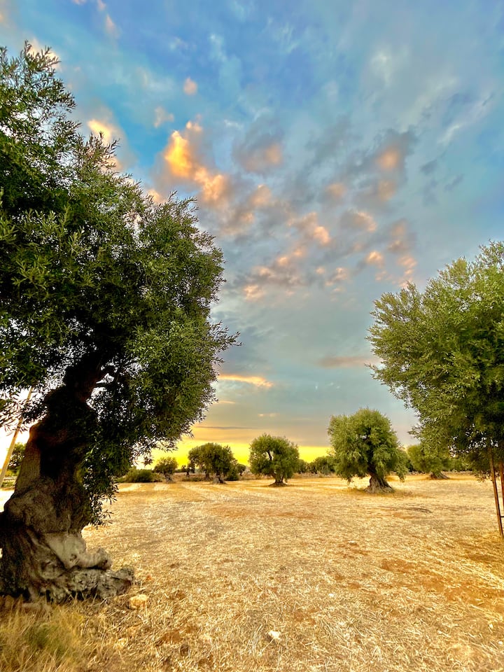 Masseria Giangrande - Intera Casa Di Campagna - Polignano a Mare
