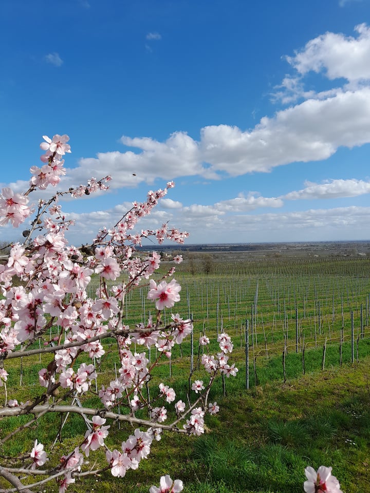 Traumblick-neustadt - Neustadt an der Weinstraße
