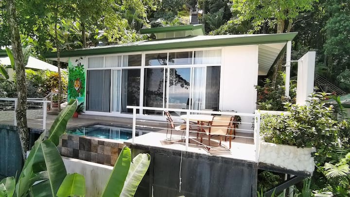 Selva Serena - Leopardo De La Selva 11 - Costa Rica