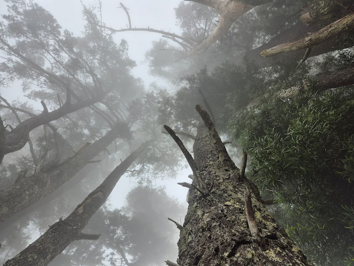 Misty Campsite - Hogsback